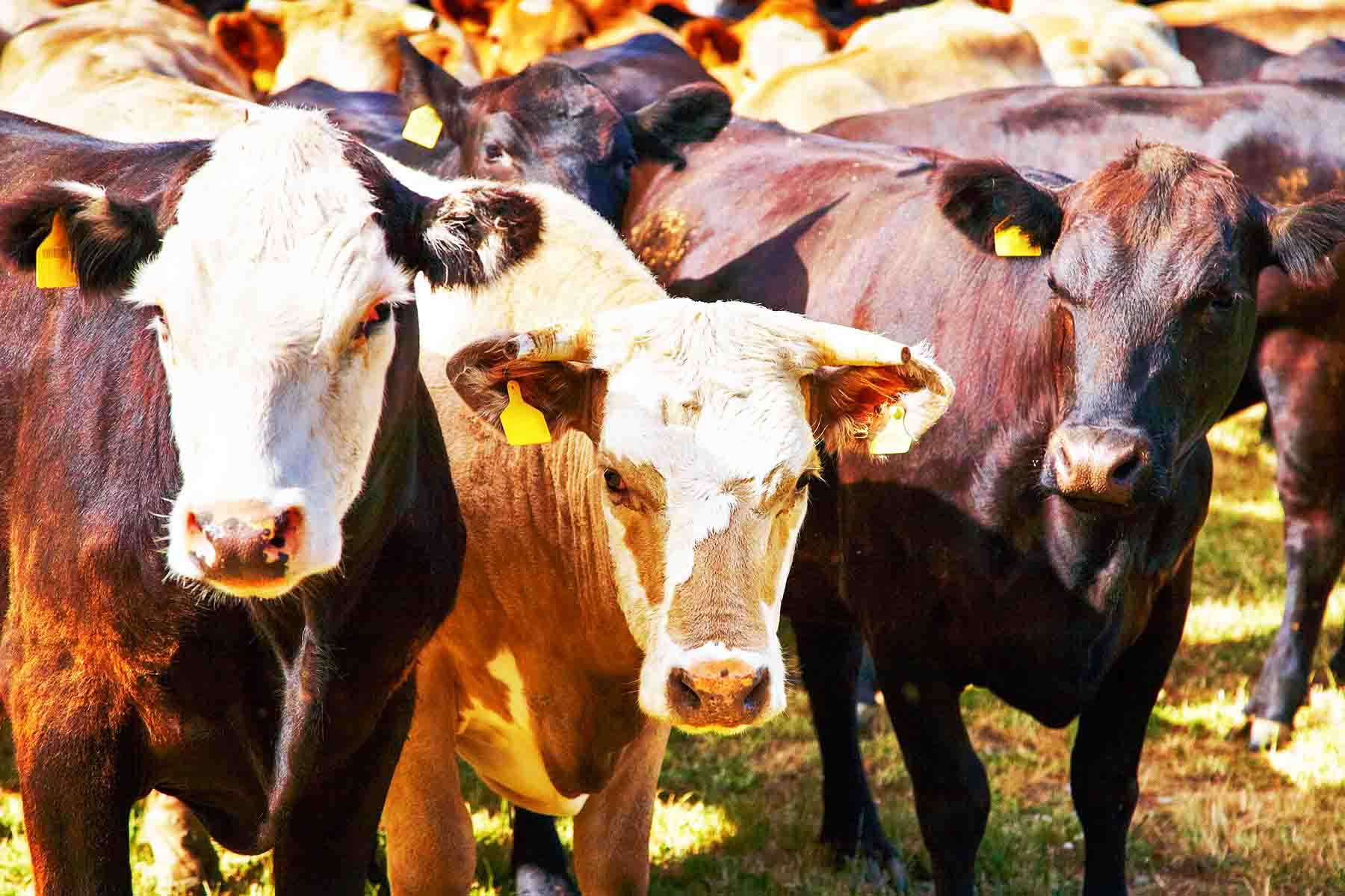 Peritaje explotación ganadera. Sanidad animal, enfermedades