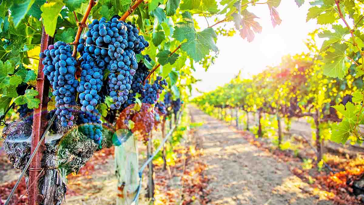 Viticultor, experto en catas. Perito en vinos