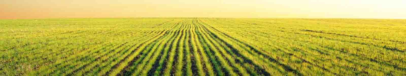 Perito Ingeniero Agrónomo, el Experto Agrario perfecto